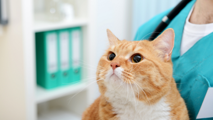 How to make vet trips less stressful: - VetBox Blog