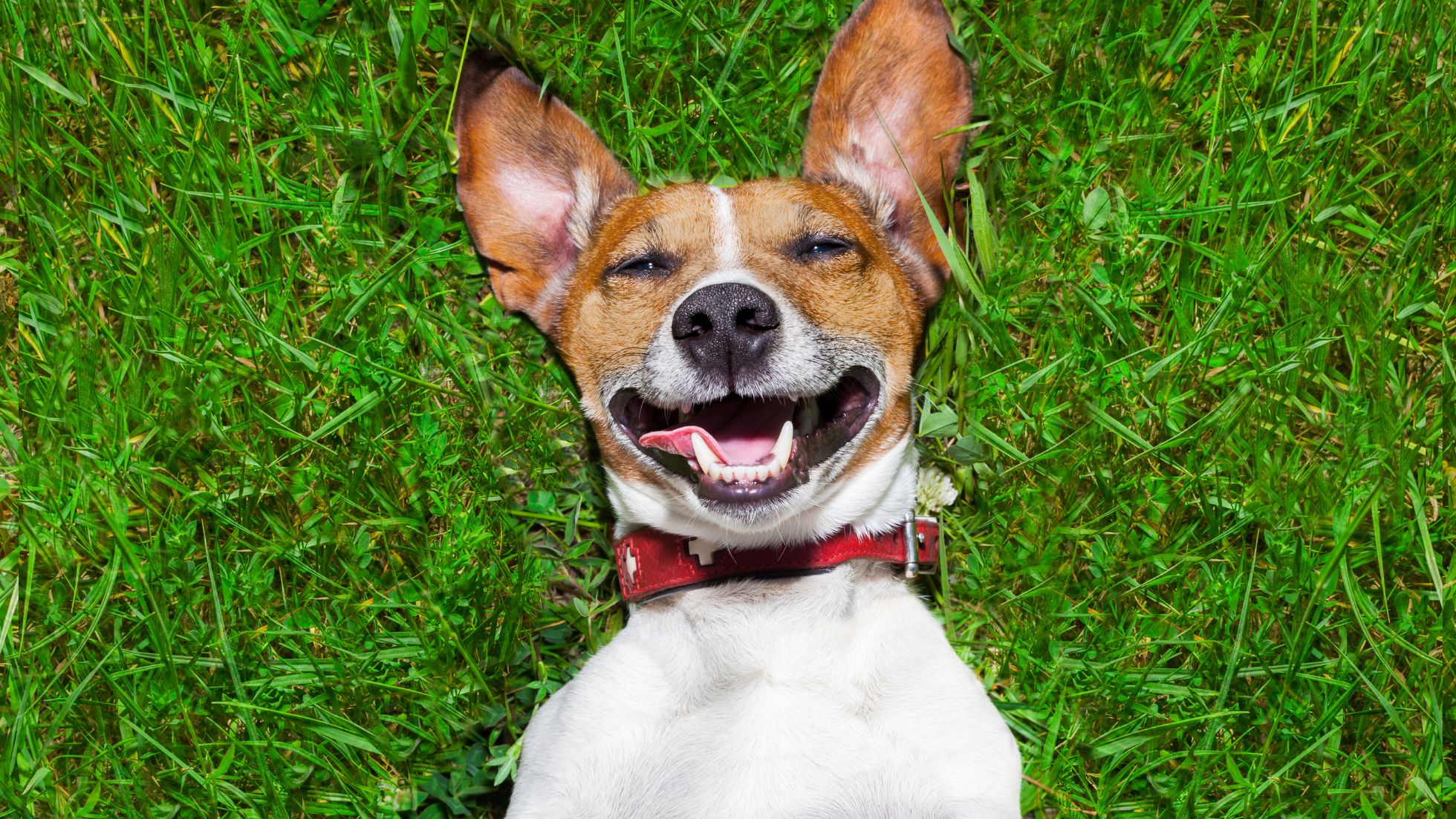 How To Keep Your Dog and Cat Safe In A Heatwave - VetBox Blog